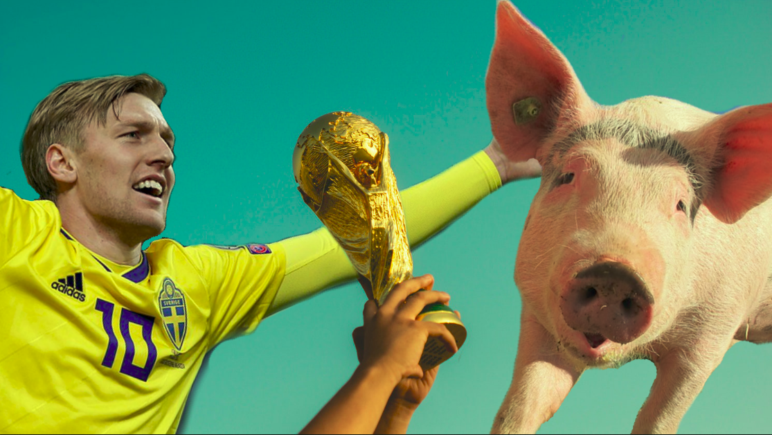 Varningen: Fotbolls-VM kan göra att svinpest sprids till Sverige