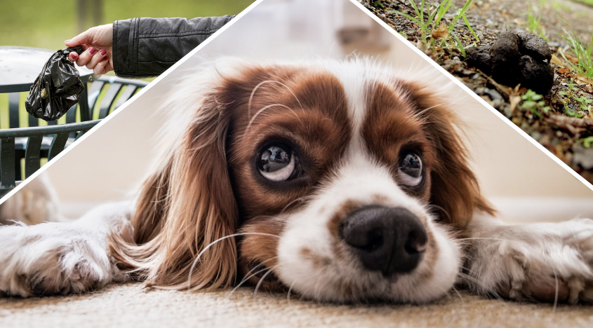 Plockar du inte upp bajset efter din hund? Då kan du få böter