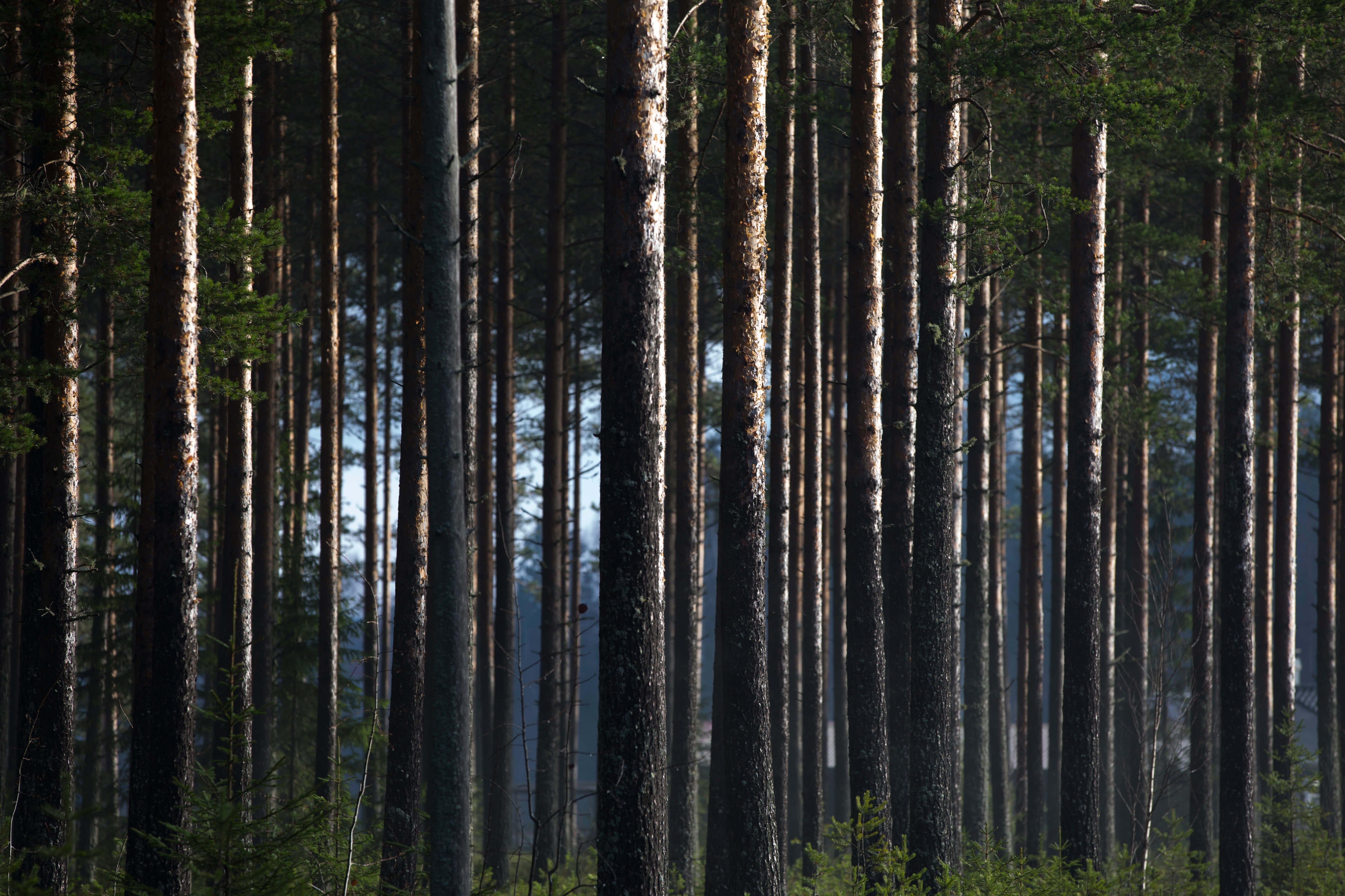Bor du i skogen? Då lever du längre