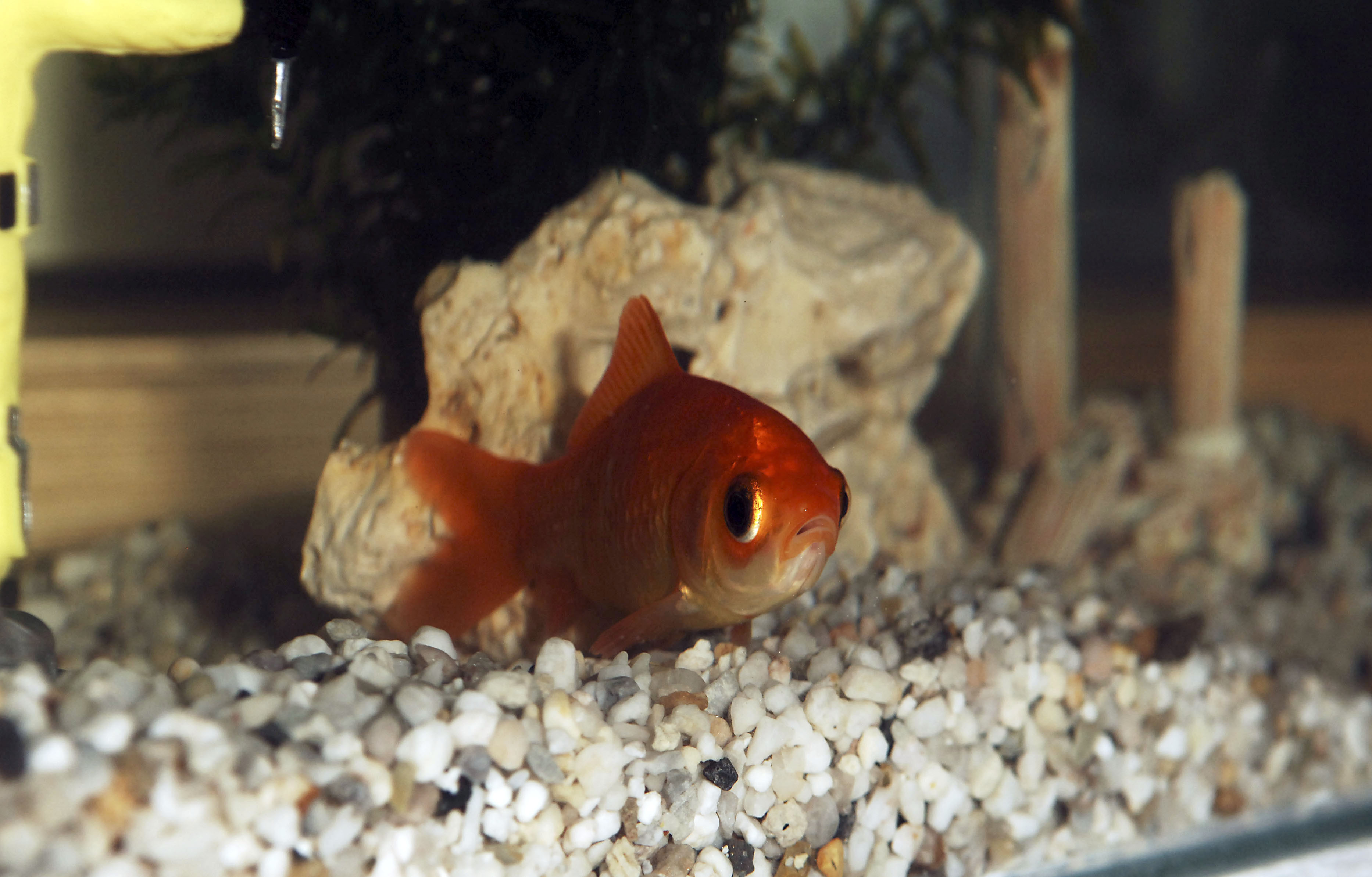 Veckans faktoid: Guldfiskar har bara tre sekunders minne