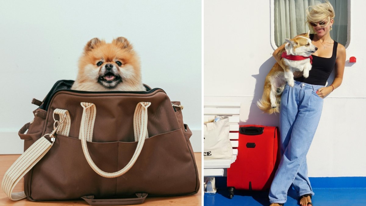 Resa med hund? Här är misstagen du inte vill göra