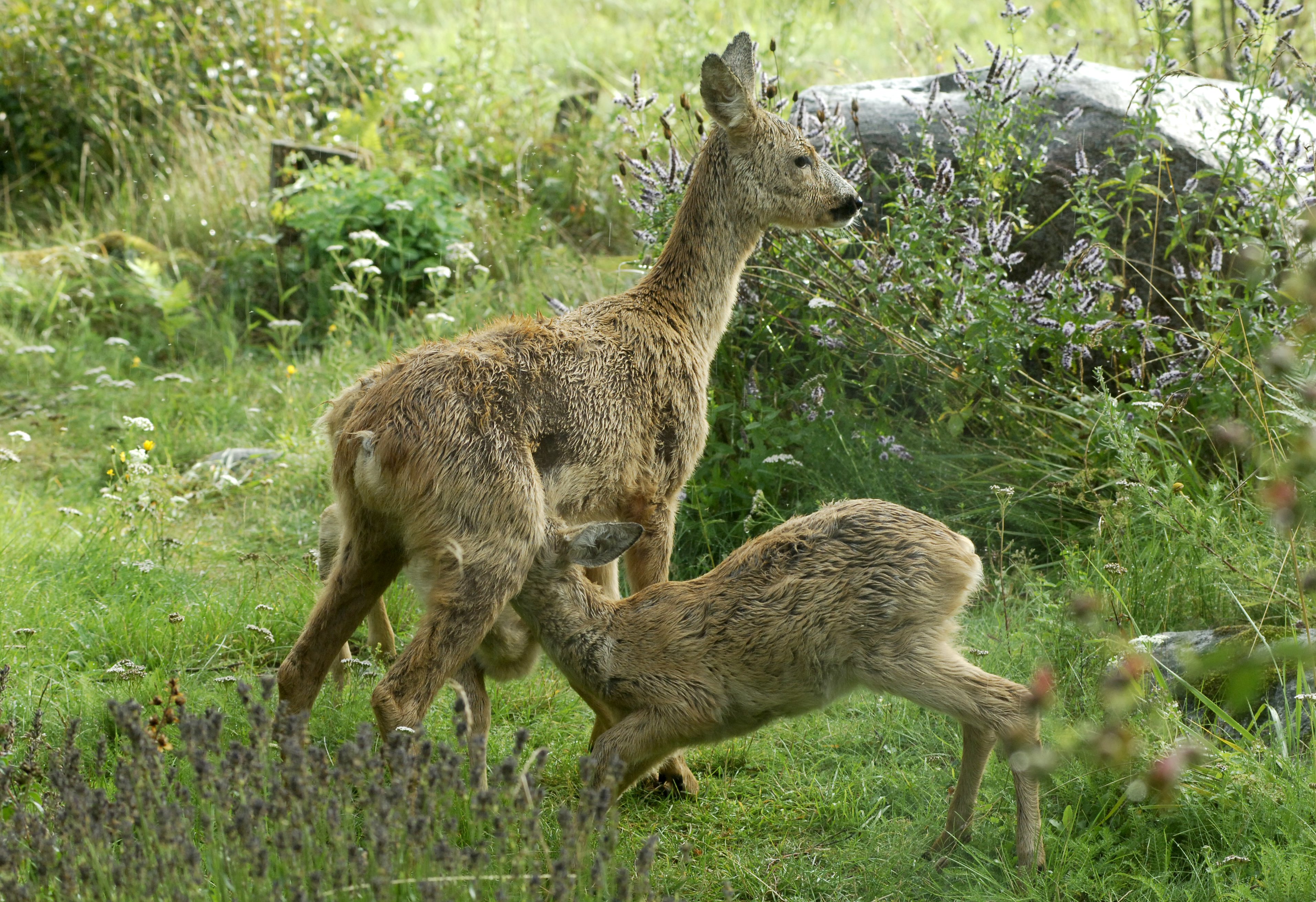 Moderkaka – snart på hälsokosthyllan?