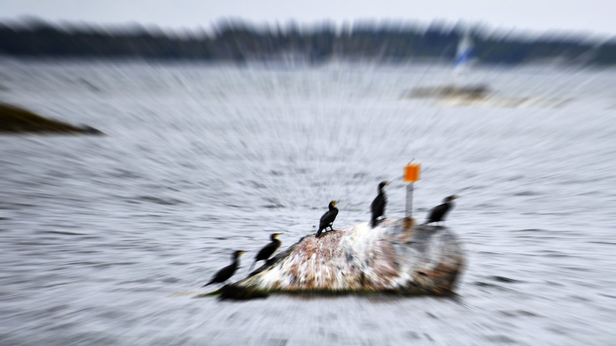 Skyddsjakt på tusentals skarvar