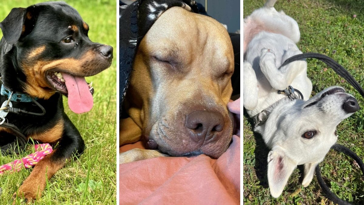 10 hundar som verkligen behöver nytt hem just nu