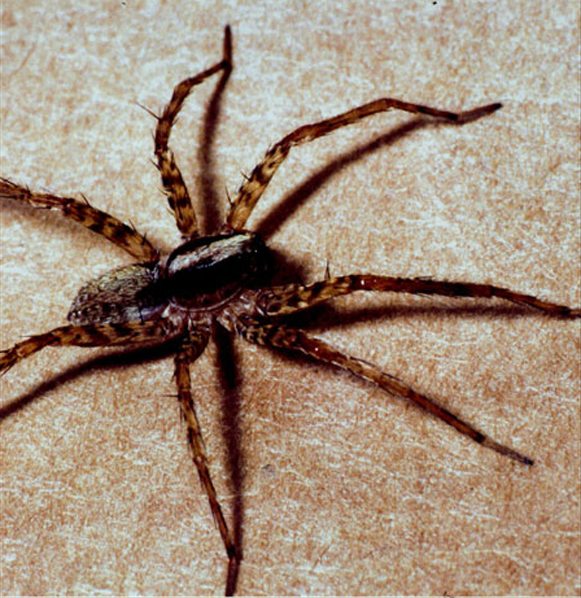 Forskare: Därför är vi rädda för spindlar