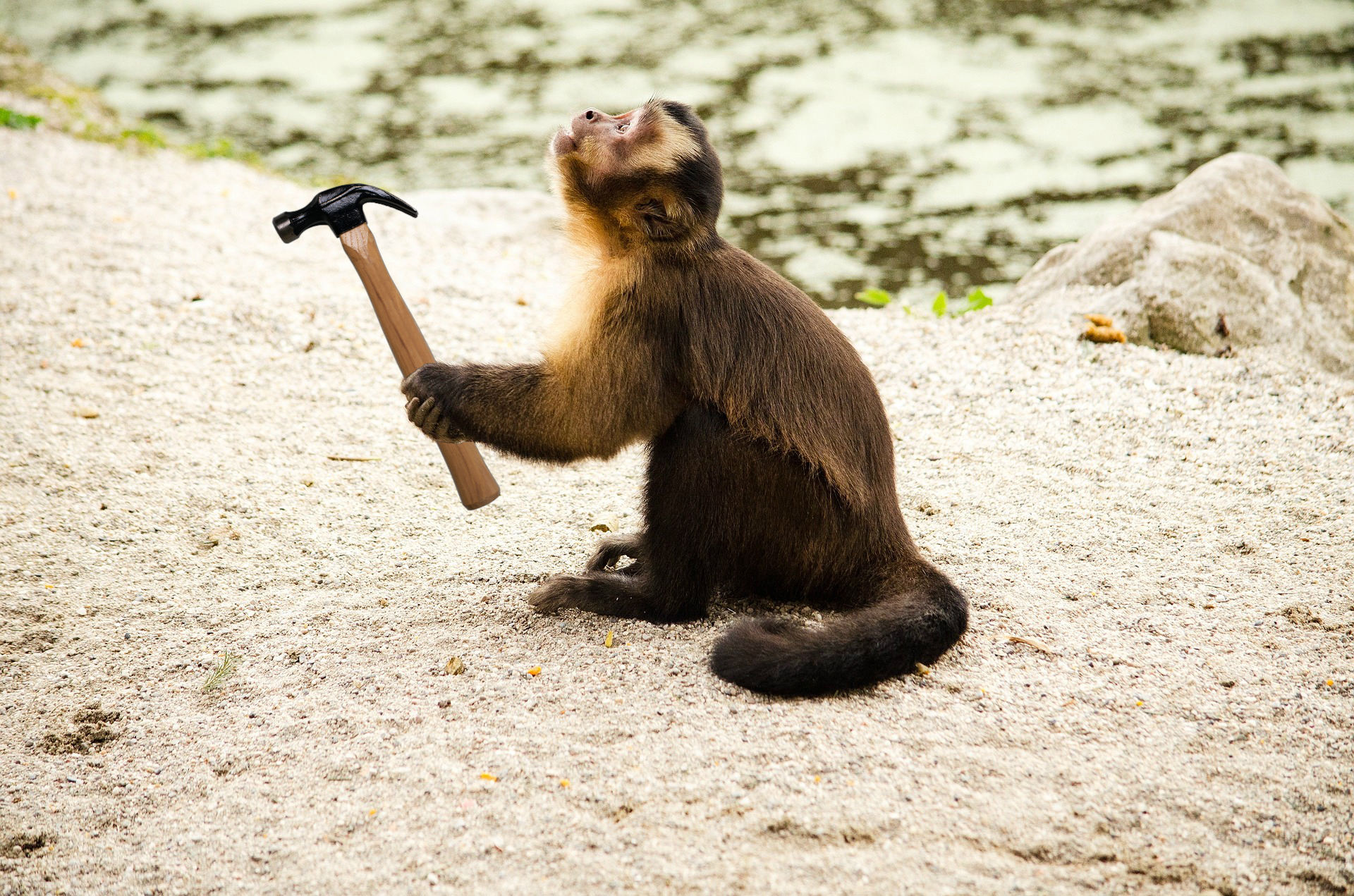 Nya upptäckten: Apor har kommit in i stenåldern