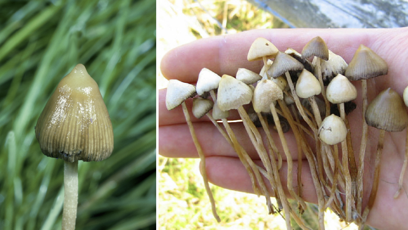 Giftexpertens skarpa varning för toppslätskivling: "Hoppa framför tåg"