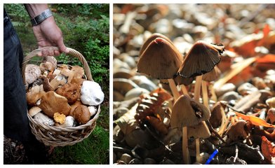 Giftexpertens skarpa varning för toppslätskivling: "Hoppa framför tåg"