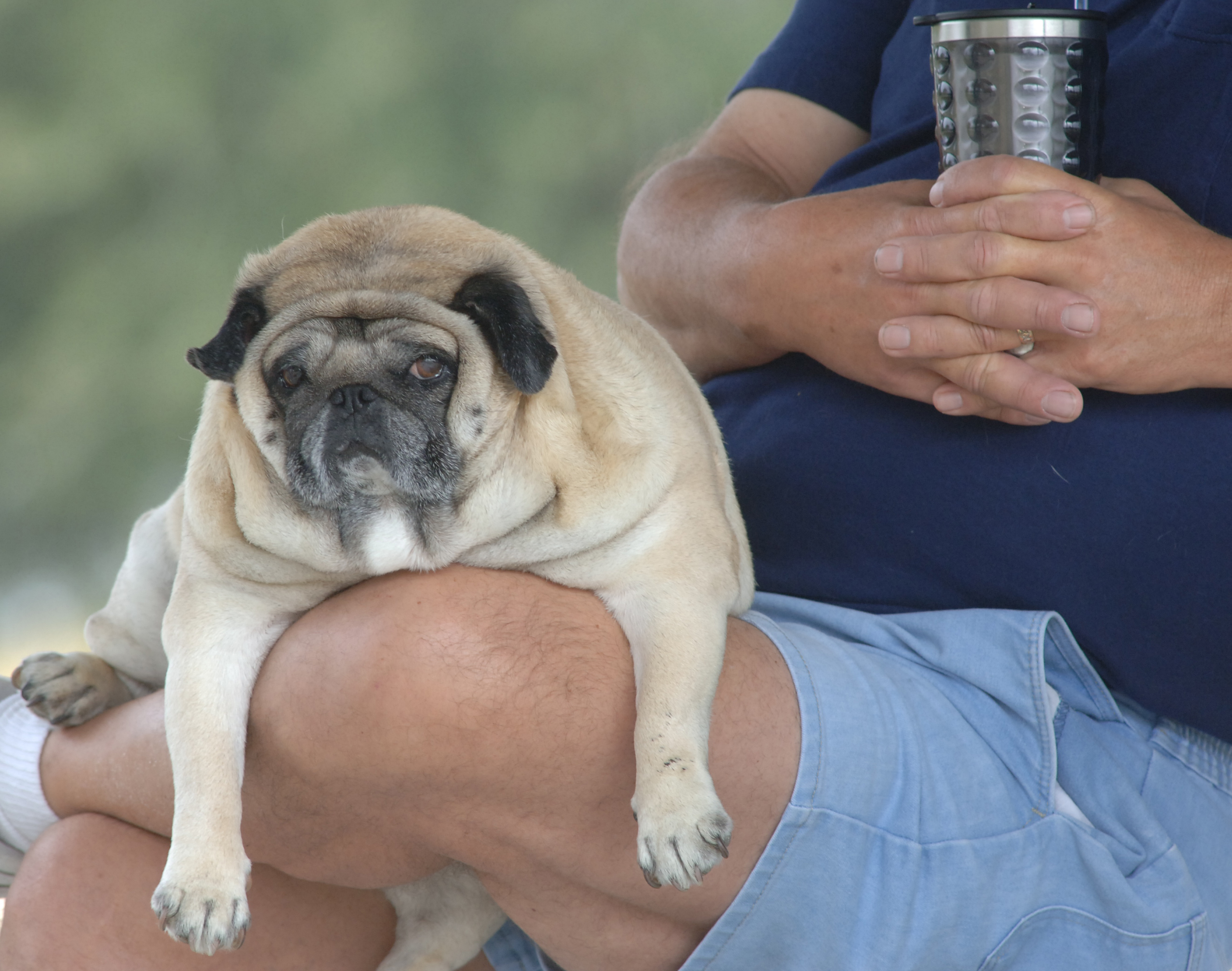 Fettlarm – nu är till och med våra husdjur feta