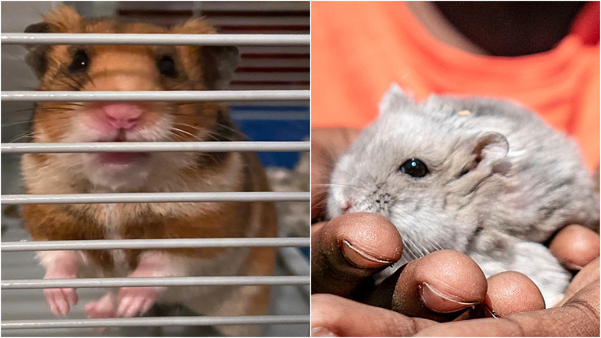 Kvinna hade gnagarfarm med 1 000 hamstrar i lägenhet