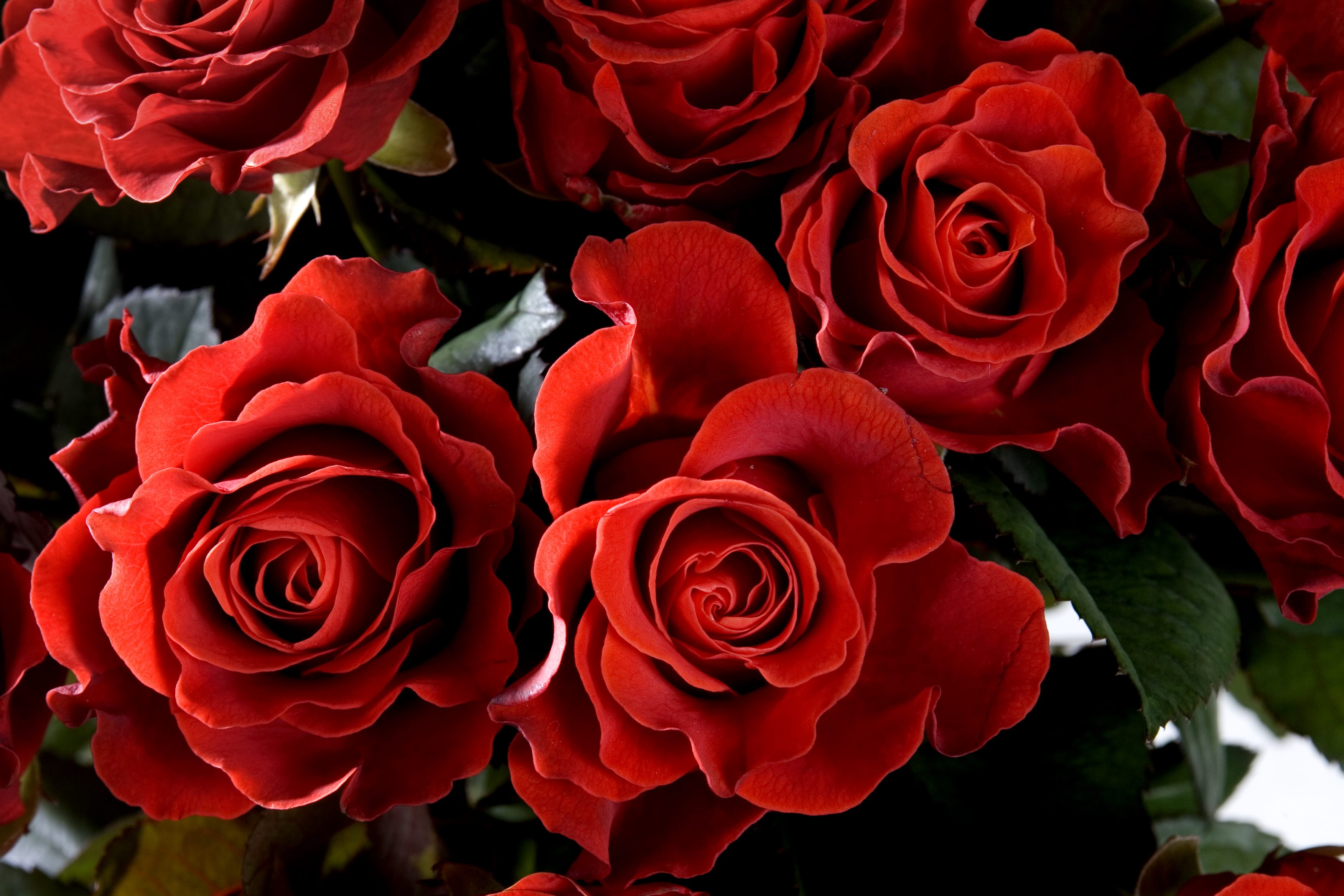 Rosor, konst för singlar eller blodgivning - hur firar du alla hjärtans ...