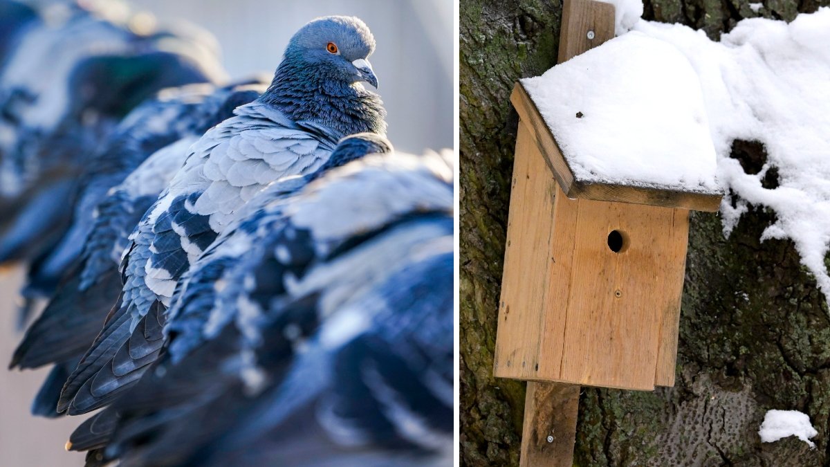 Har du duvor i trädgården? Då ska du göra detta omdelbart