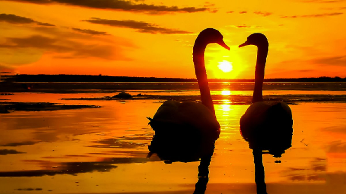 Svan dog av sorg – efter att tonåringar förstört hennes bo och ägg