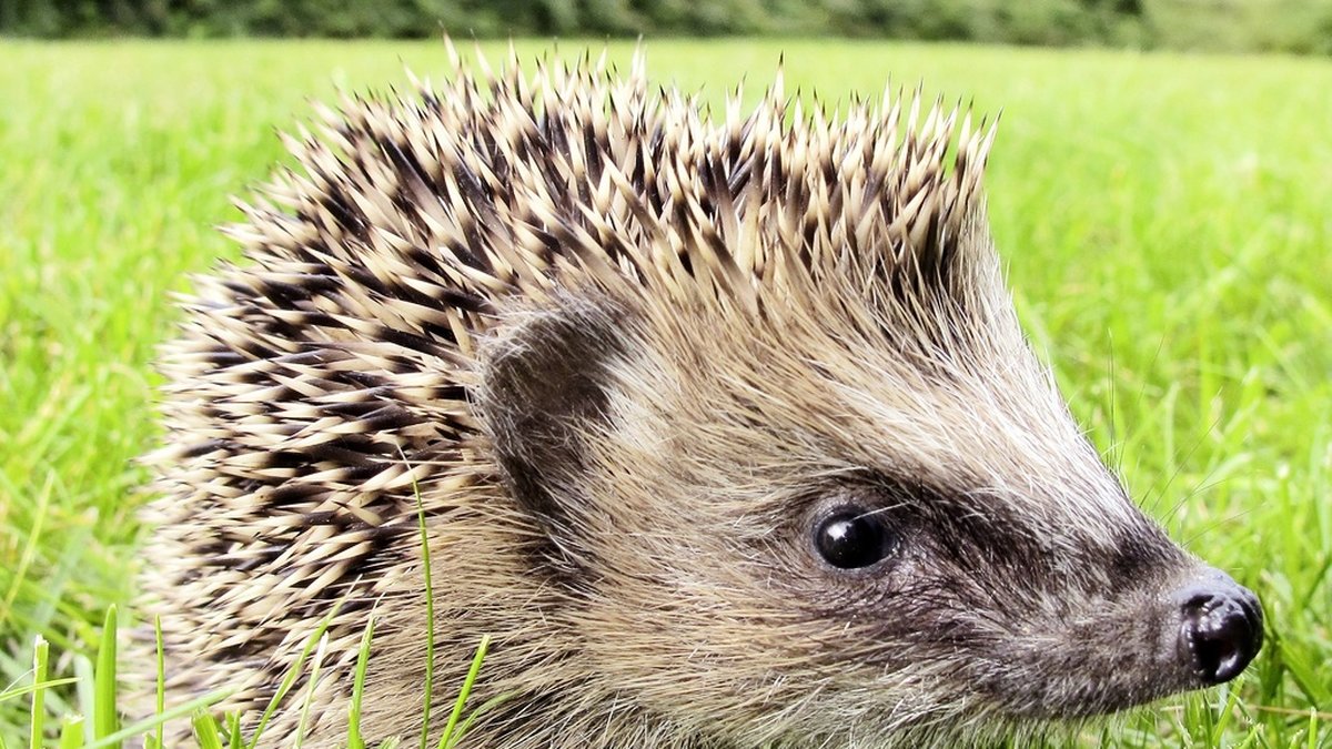 Sökes: Spanare i trädgårdar