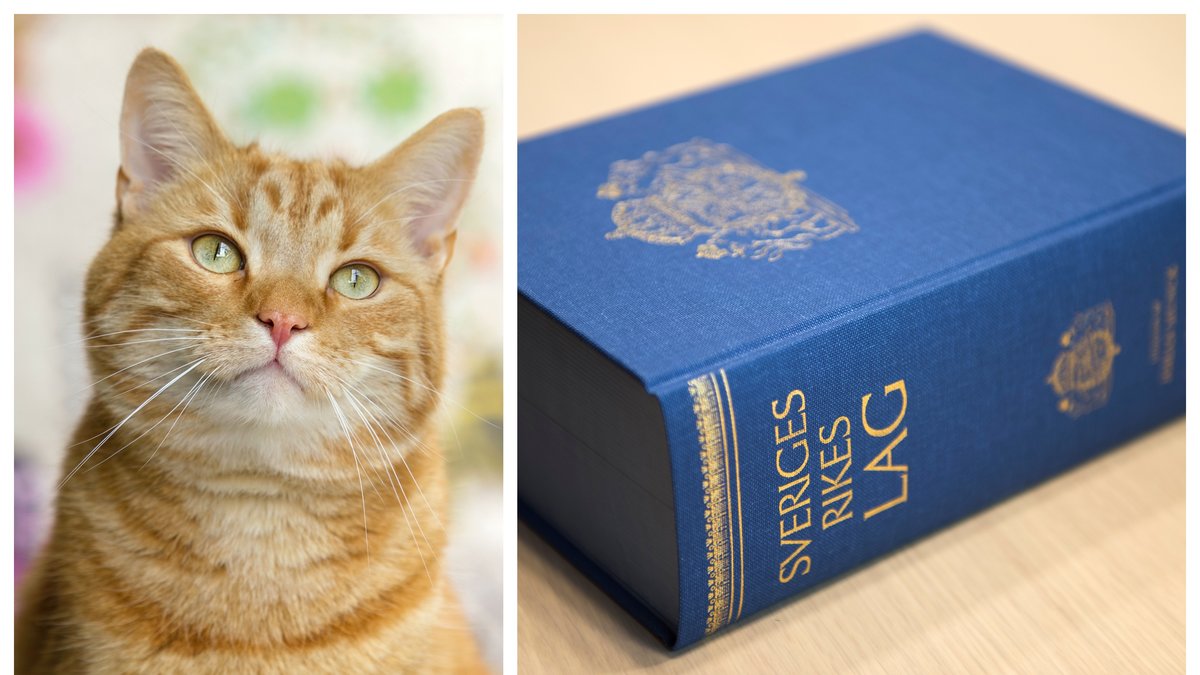 Nya lag för katter 2023: Datum, regler och priser