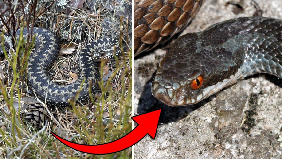 Det måste du göra om du möter en huggorm